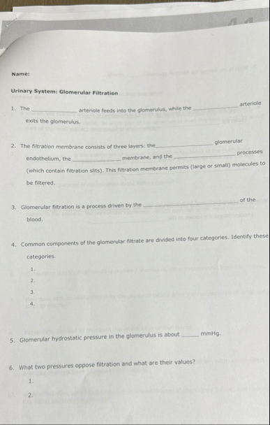 Solved Name:Urinary System: Glomerular FiltrationThe | Chegg.com