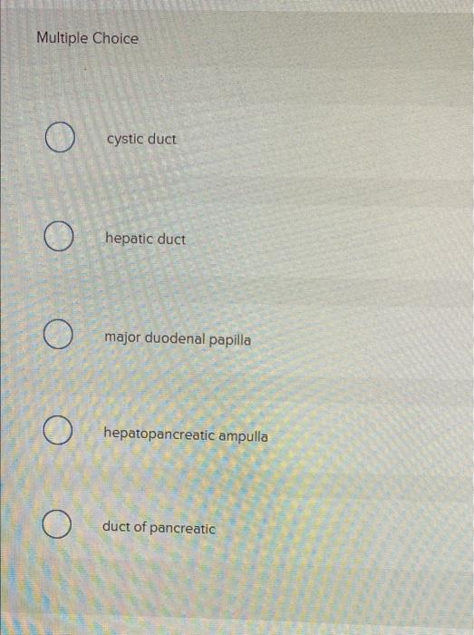 Solved Which structure is highlighted? 19 Multiple Choice O | Chegg.com