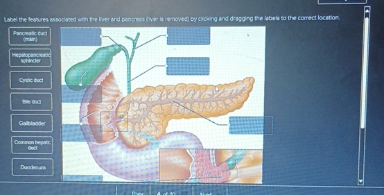 Solved Label the features associated with the liver and | Chegg.com
