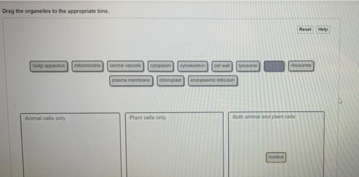 Solved Drag the organelles to the appropriate bins. Reset | Chegg.com