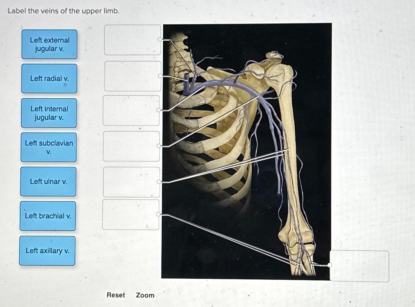 Solved Label the veins of the upper limb. | Chegg.com