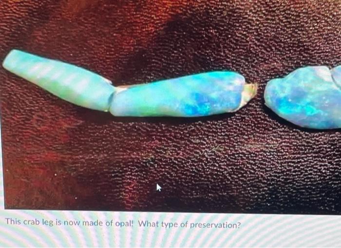 Solved This crab leg is now made of opal! What type of | Chegg.com