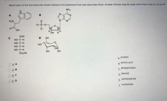 Solved Match each of the biomolecules shown below to the | Chegg.com