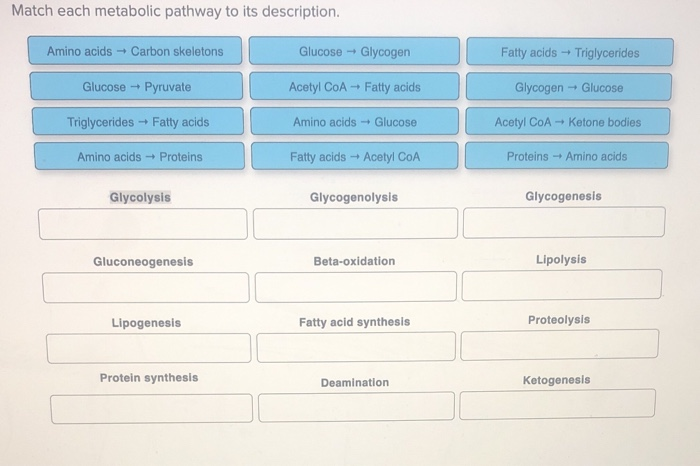 Solved Match each metabolic pathway to its description. | Chegg.com