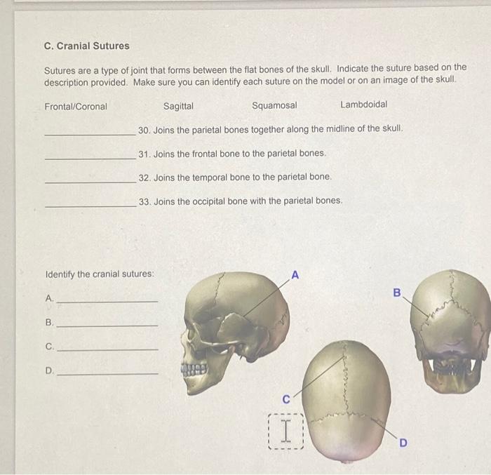 Solved Identify the markings on the skull: A B c. D. E. F. | Chegg.com