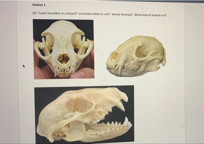 STATION 1: Complete the chart below, using the skulls | Chegg.com
