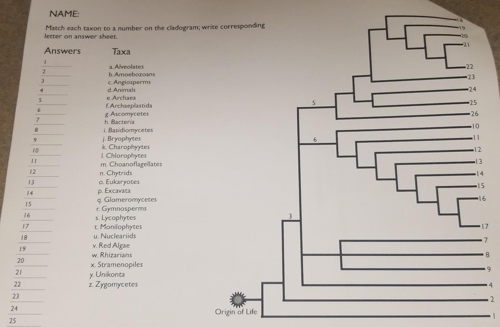 NAME: Match each taxon to a number on the cladogram; | Chegg.com