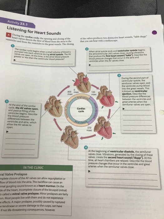 Solved Activity 23.1 Listening for Heart Sounds During the | Chegg.com