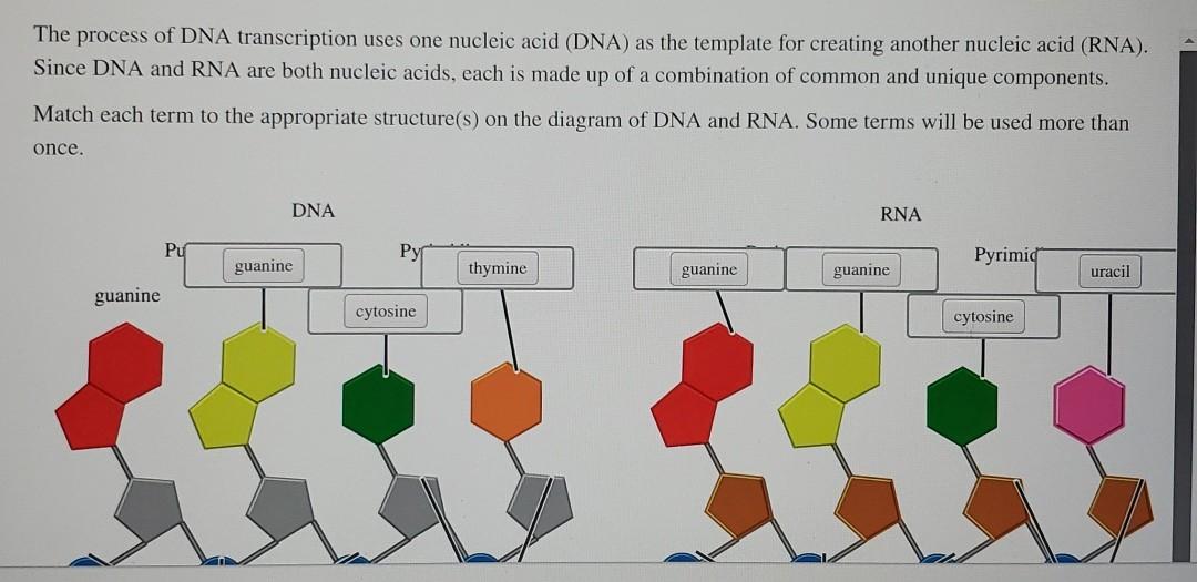 Solved The process of DNA transcription uses one nucleic | Chegg.com