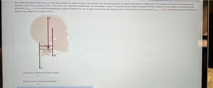 Solved (Aswate the weigh of the head is 50 N. Was that force | Chegg.com