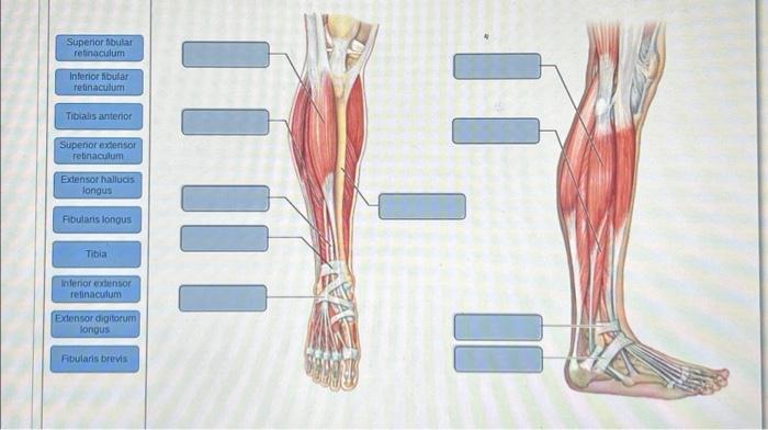 Solved Superior fibular retinaculum Inferior fibular | Chegg.com
