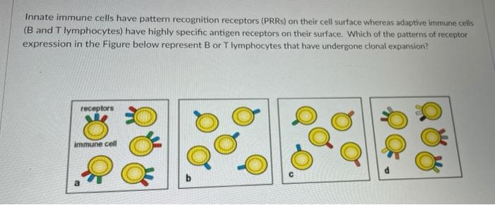 Solved Innate immune cells have pattern recognition | Chegg.com
