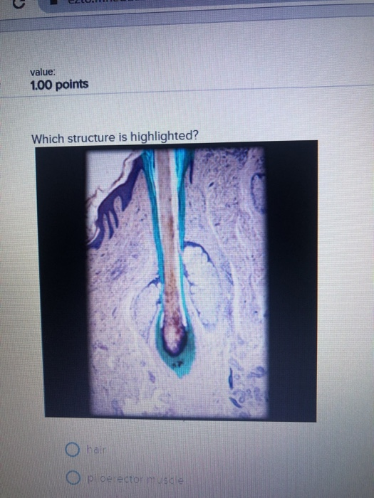 Solved value: 1.00 points Which structure is highlighted? $ | Chegg.com