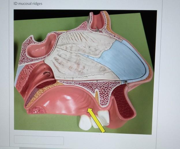 Solved ID mucosal ridges | Chegg.com