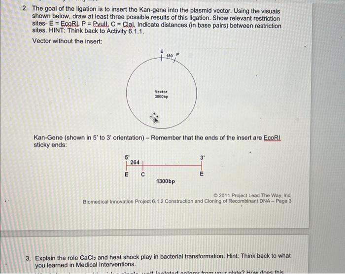 Solved 2. The goal of the ligation is to insert the Kan-gene | Chegg.com