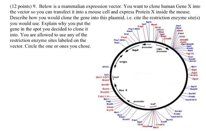 (12 points) 9. Below is a mammalian expression | Chegg.com