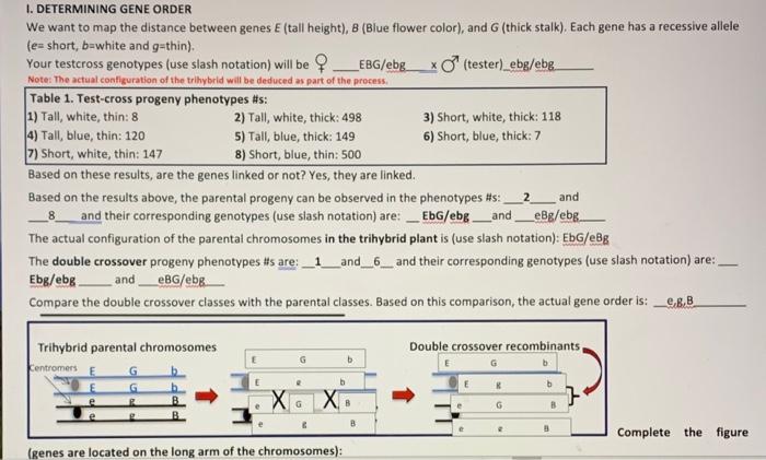 Solved I. DETERMINING GENE ORDER We want to map the distance | Chegg.com