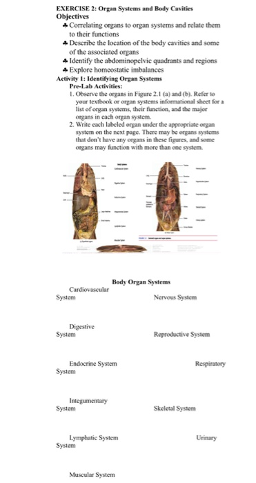 Solved 1. Label Figure 1.1, with the appropriate anatomical | Chegg.com