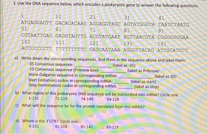 Solved 1 Use The Dna Sequence Below Which Encodes A 