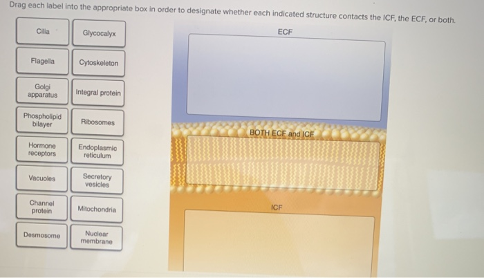 Solved Drag each label into the appropriate box in order to | Chegg.com