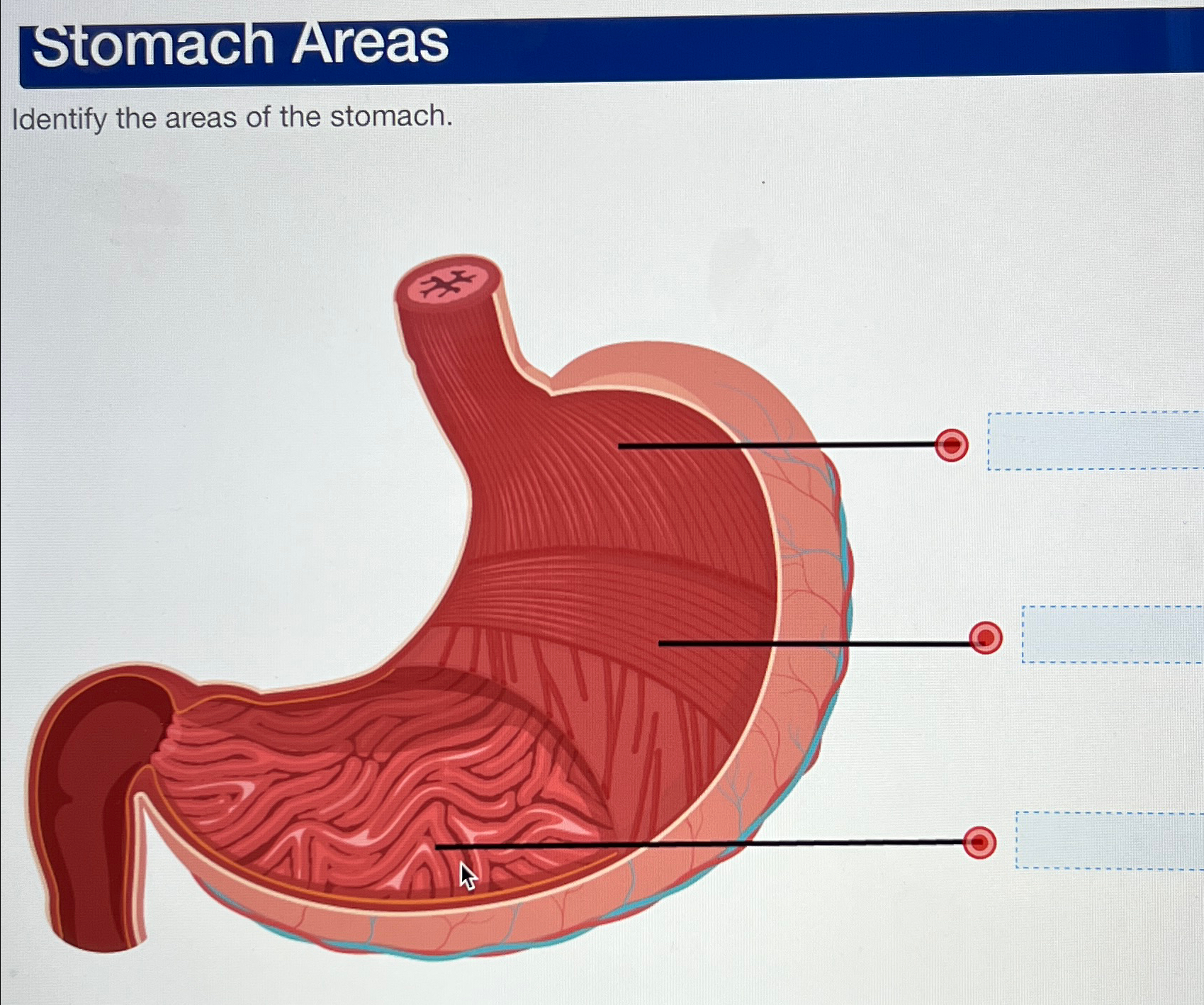 Solved Stomach AreasIdentify the areas of the stomach. | Chegg.com