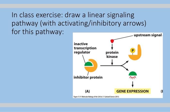 Solved In class exercise: draw a linear signaling pathway | Chegg.com