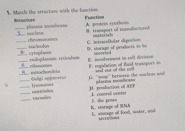 Solved 1. Match the structure with the function. Structure | Chegg.com