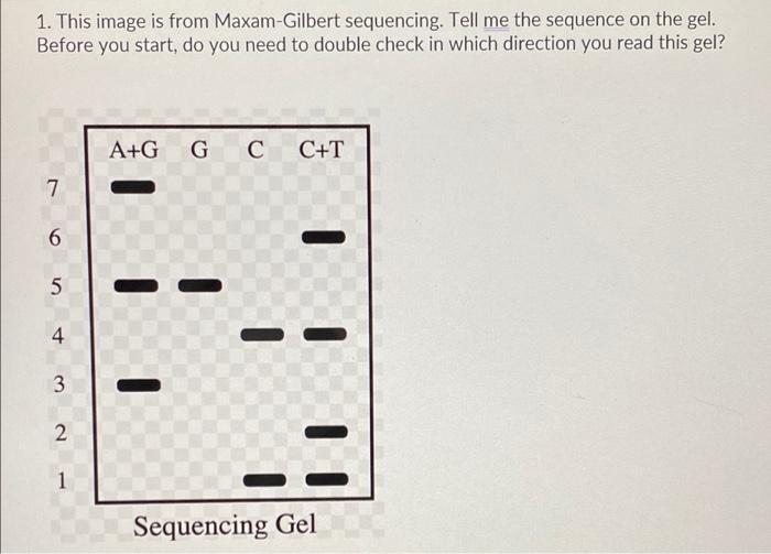 Solved 1. This image is from Maxam-Gilbert sequencing. Tell | Chegg.com