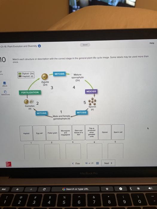Solved Help nt Evolution and Diversity PM Evolution and | Chegg.com