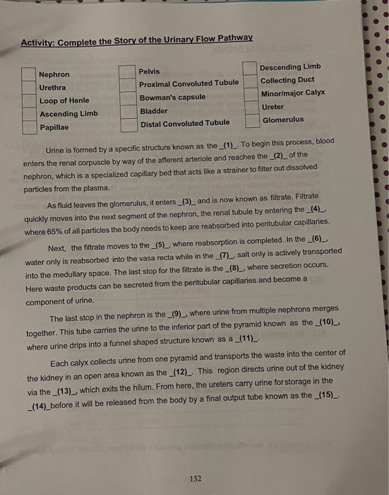 Solved Matching Exercise Match the urinary system structure | Chegg.com