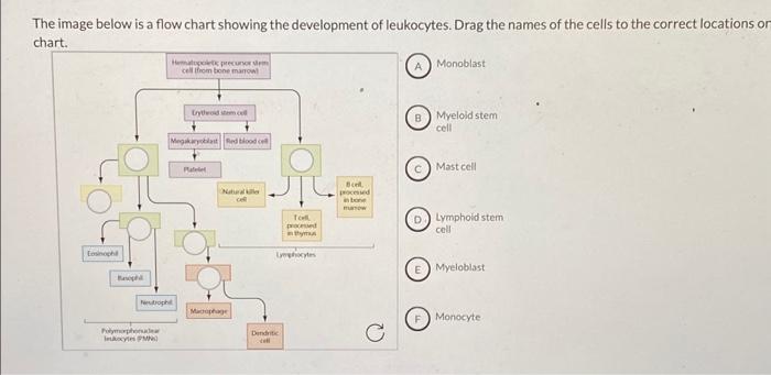 Solved The image below is a flow chart showing the | Chegg.com