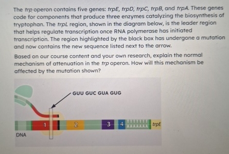 Solved The trp ﻿operon contains five genes: | Chegg.com