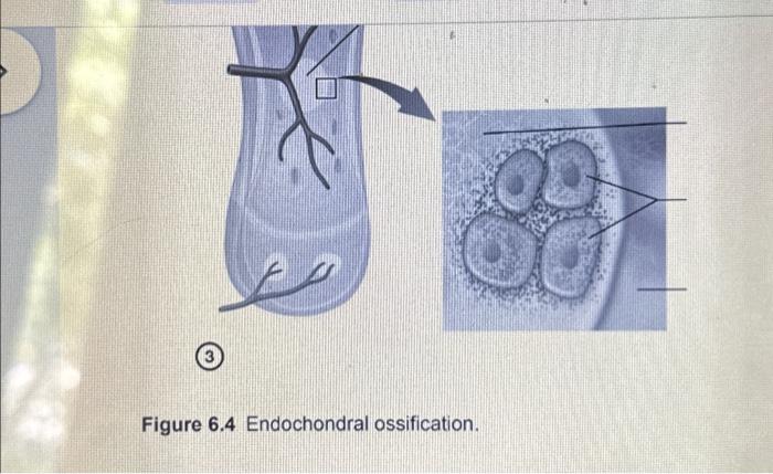 Solved Figure 6.4 Endochondral ossification. | Chegg.com
