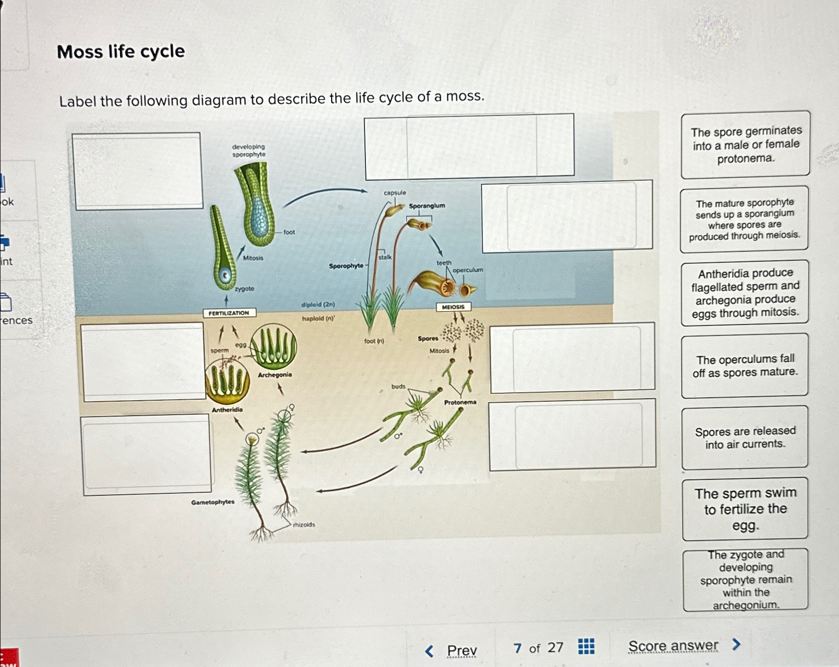 Solved Moss life cycleLabel the following diagram to | Chegg.com