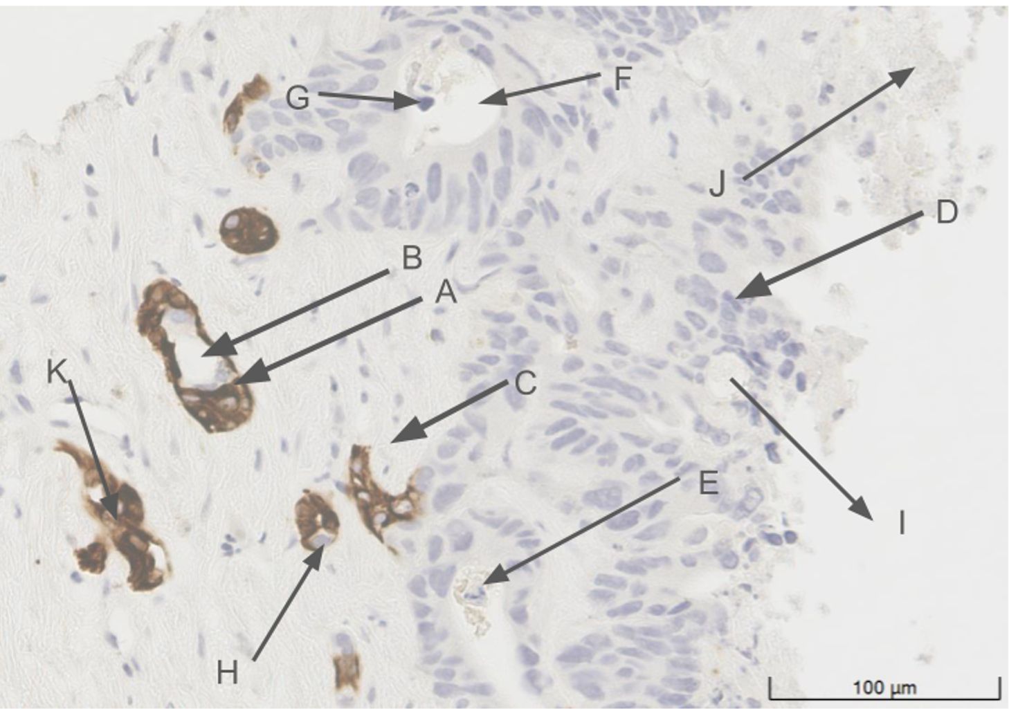 Solved Can you please label this image and describe | Chegg.com