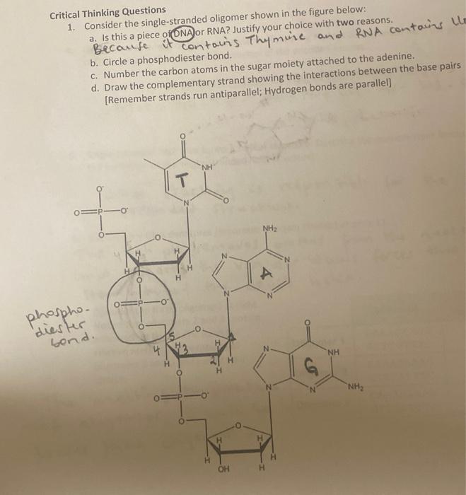 Solved Critical Thinking Questions 1. Consider the | Chegg.com