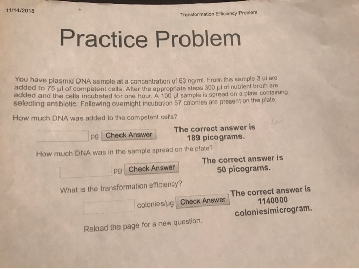 Solved 11/14/2018 Transformation Efficiency Problem Practice | Chegg.com