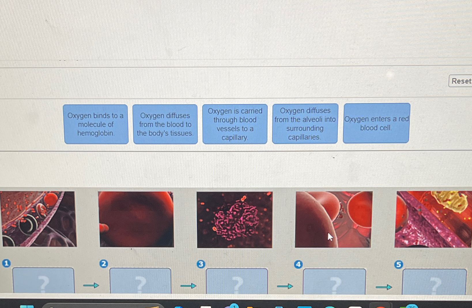 Solved Oxygen binds to a molecule of hemoglobin.Oxygen | Chegg.com