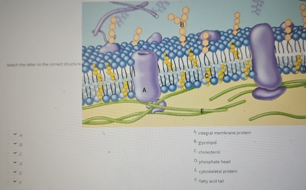 Solved Match the letter to the correct structure.A. | Chegg.com