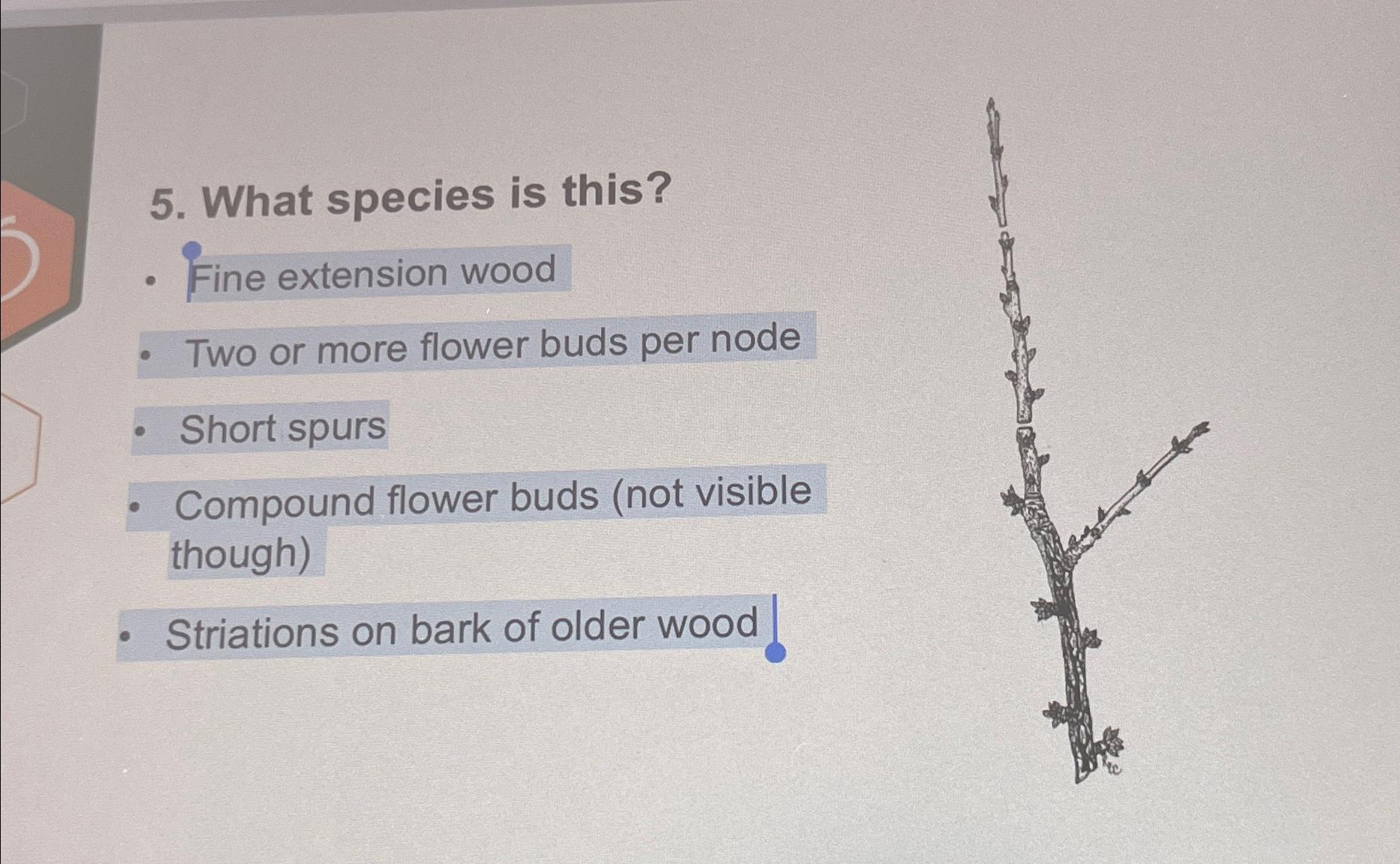 Solved What species is this?Fine extension woodTwo or more | Chegg.com