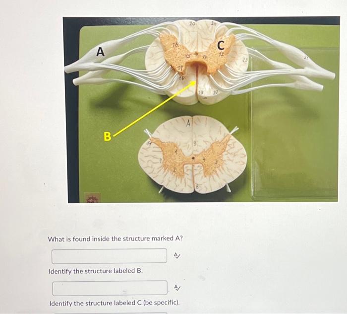 What is found inside the structure marked A? Identify | Chegg.com