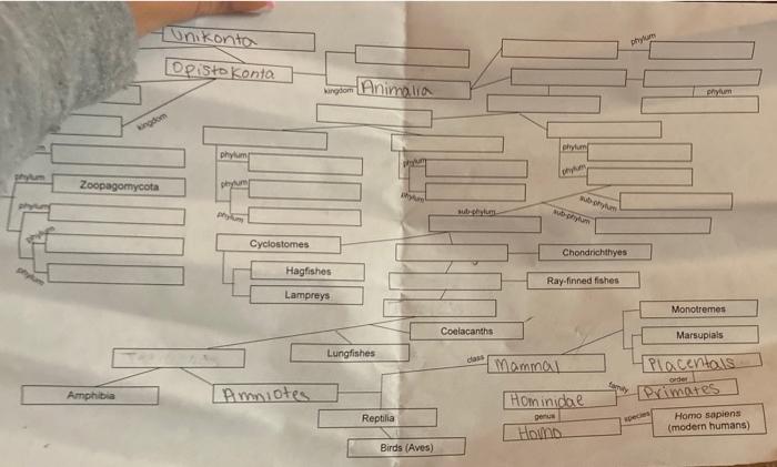 phylum -unikonta Opisto Konta Wingdom Animalia Ungdom | Chegg.com