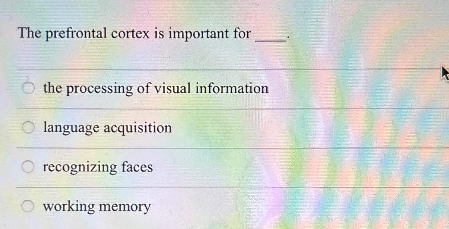 Solved The prefrontal cortex is important forthe processing | Chegg.com