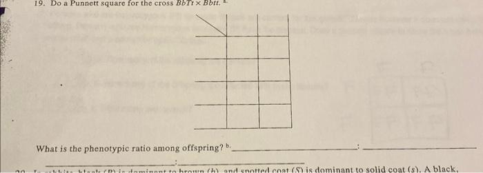 Solved 19. Do a Punnett square for the cross BbTt×Bbtt. What | Chegg.com