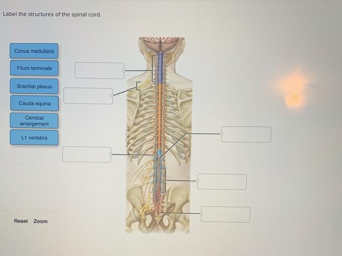 Solved Label the structures of the spinal cord. Conus | Chegg.com