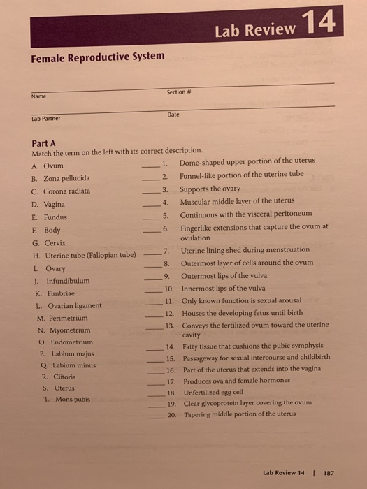 Solved Lab Review Female Reproductive System Section # Name | Chegg.com