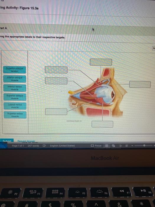 Solved Ing Activity: Figure 15.3a art A rag the appropriate | Chegg.com