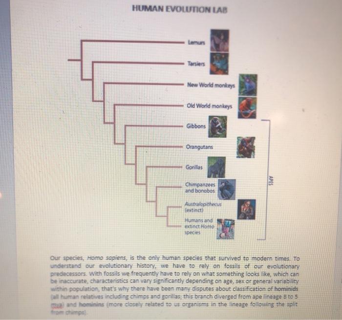 HUMAN EVOLUTION LAB Tarsiers New World monkeys Old | Chegg.com