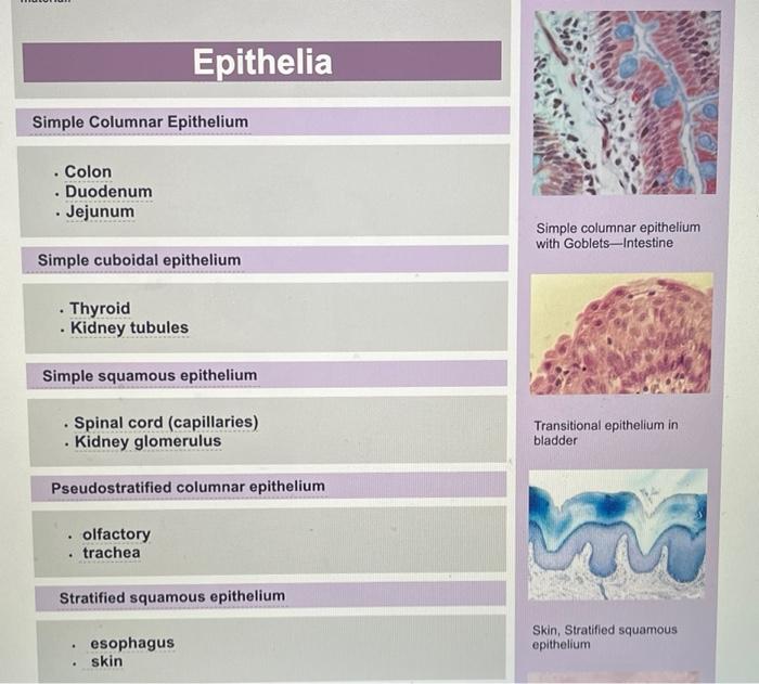 Solved 1) Find and label the apical (free surface). 2) Find | Chegg.com