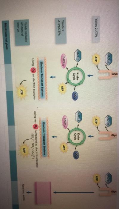Solved Label the image to test your understanding of the | Chegg.com